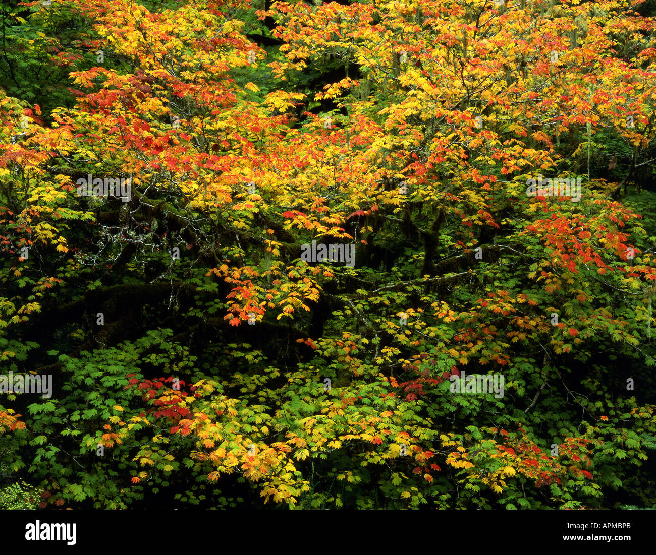 Vine maples in autumn color at Oregon's Silver Falls State Park Stock ...