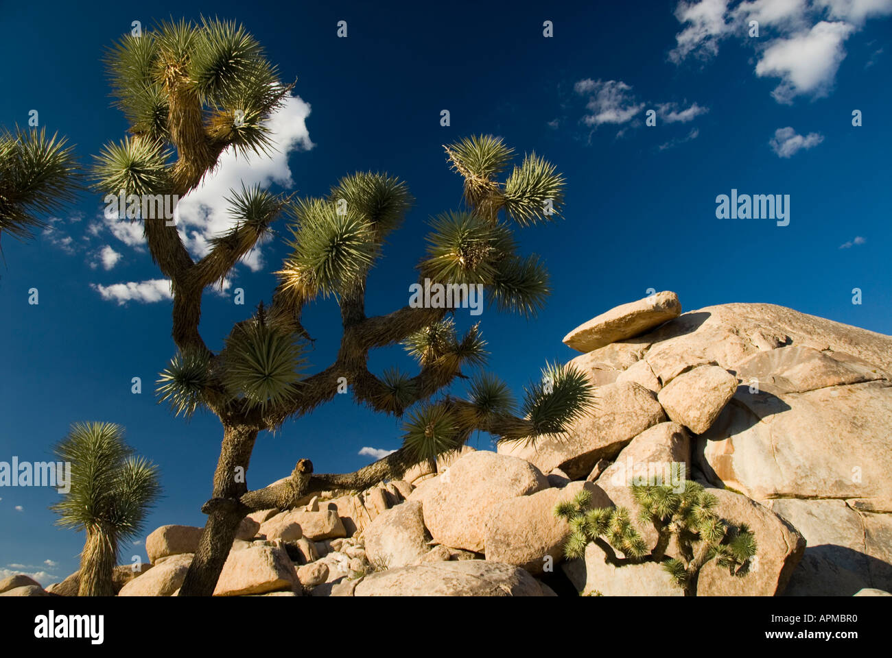 Cap Rock Joshua Tree National Park California Stock Photo - Alamy