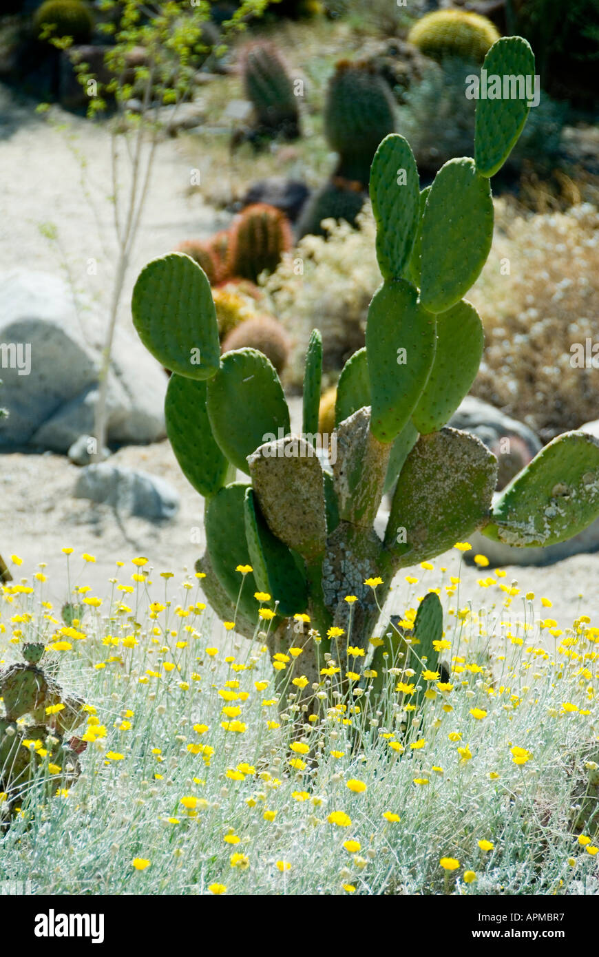 Cactus palm springs desert garden hi-res stock photography and images ...
