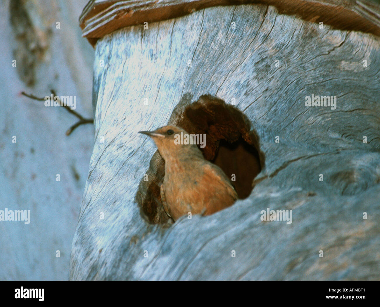 Australian treecreeper hi-res stock photography and images - Alamy