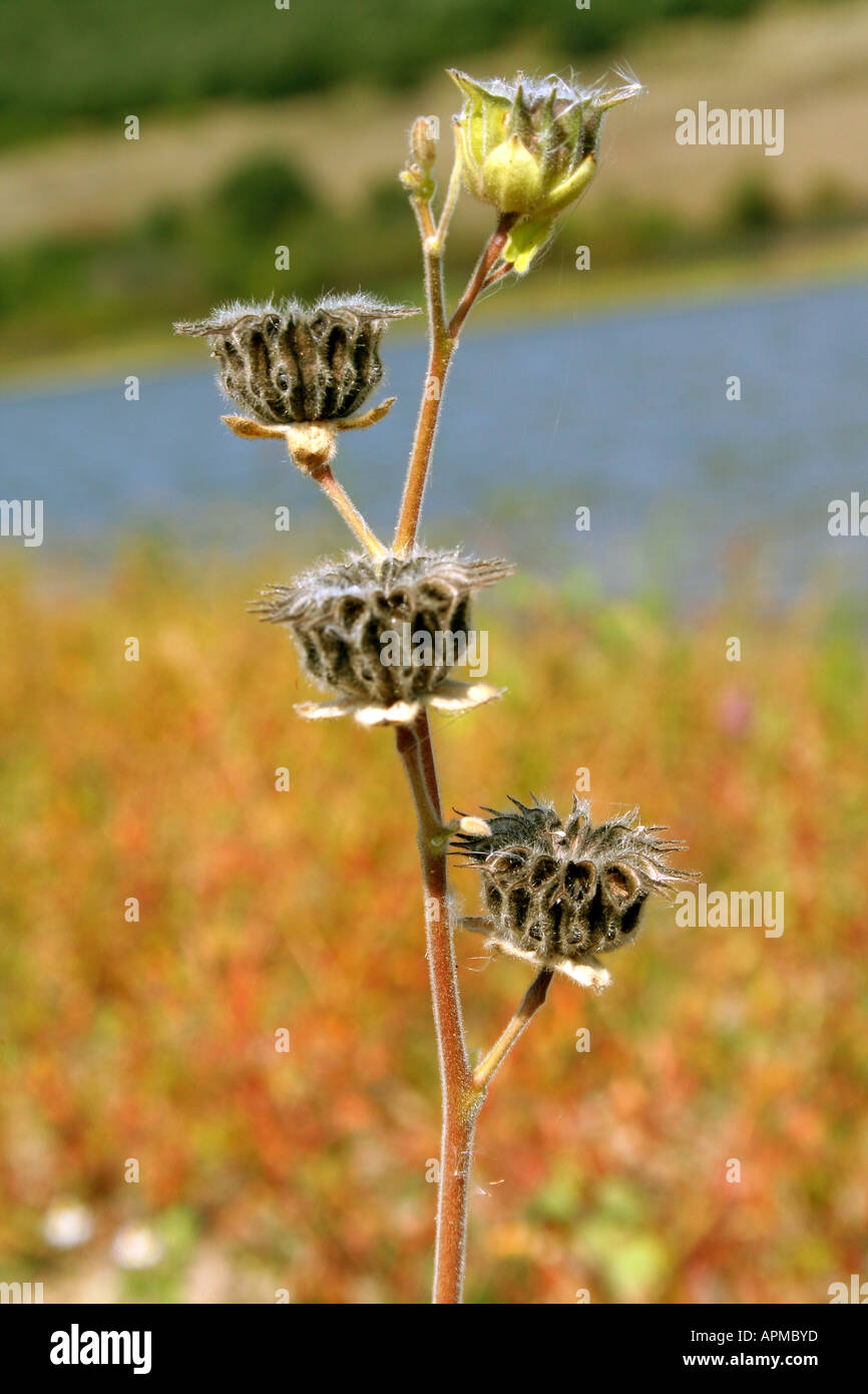 Blossom capsule hi-res stock photography and images - Alamy