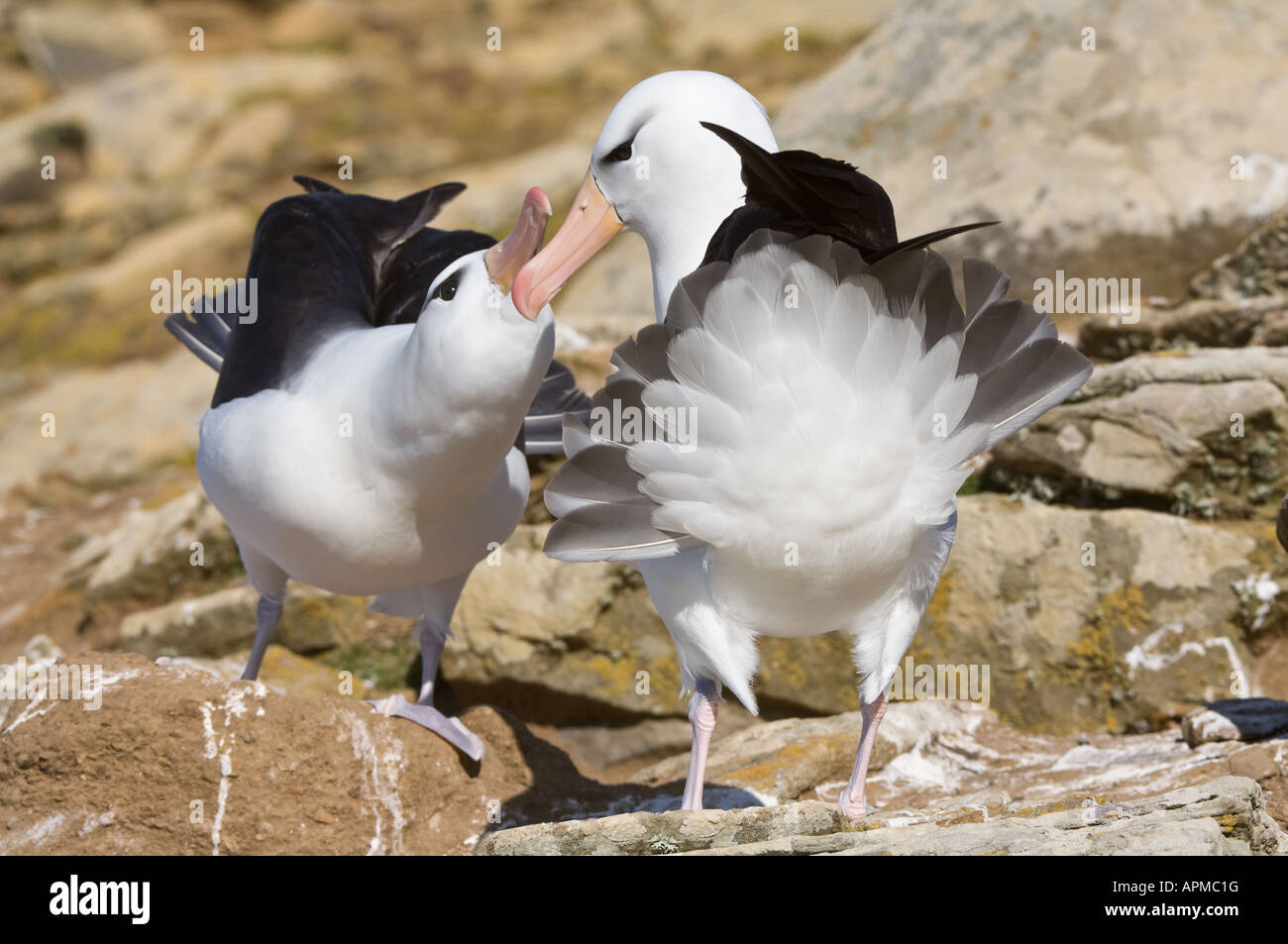 Albatros Bird Pair High Resolution Stock Photography and Images - Alamy