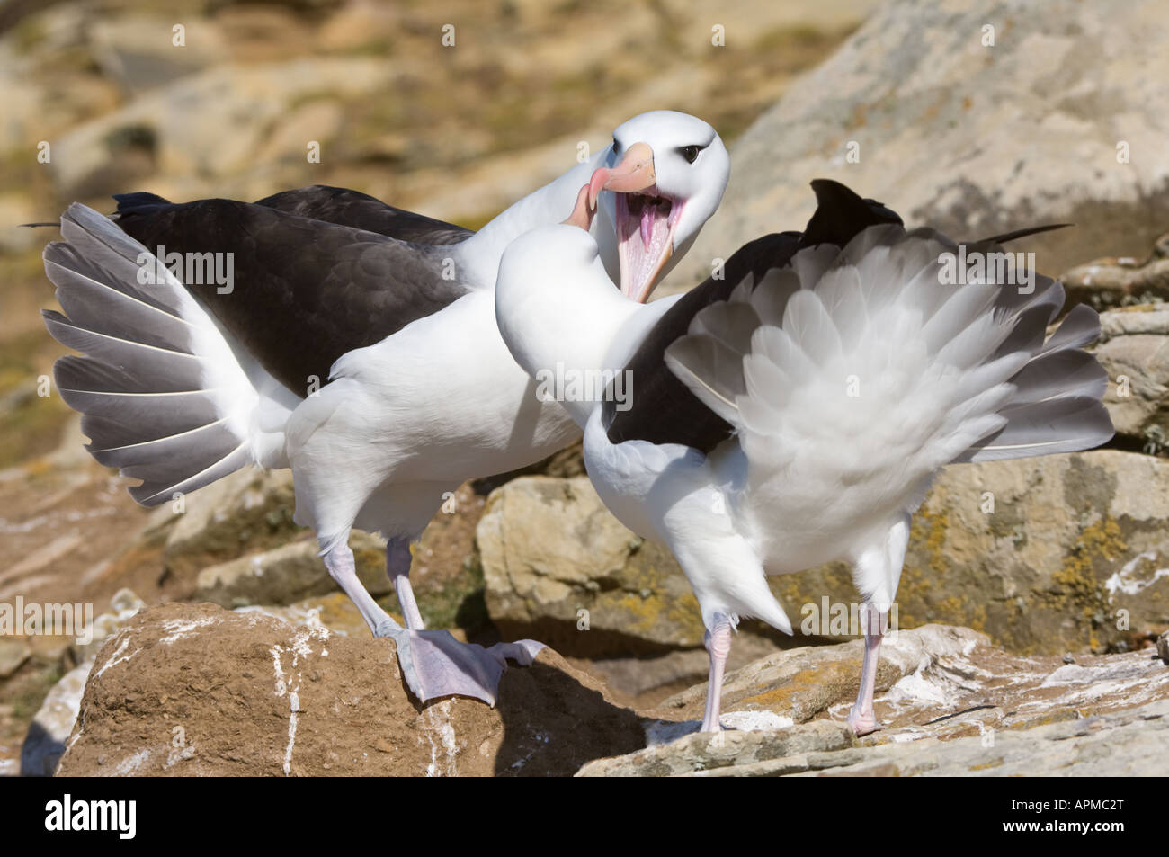 Black browed albatross hi-res stock photography and images - Alamy