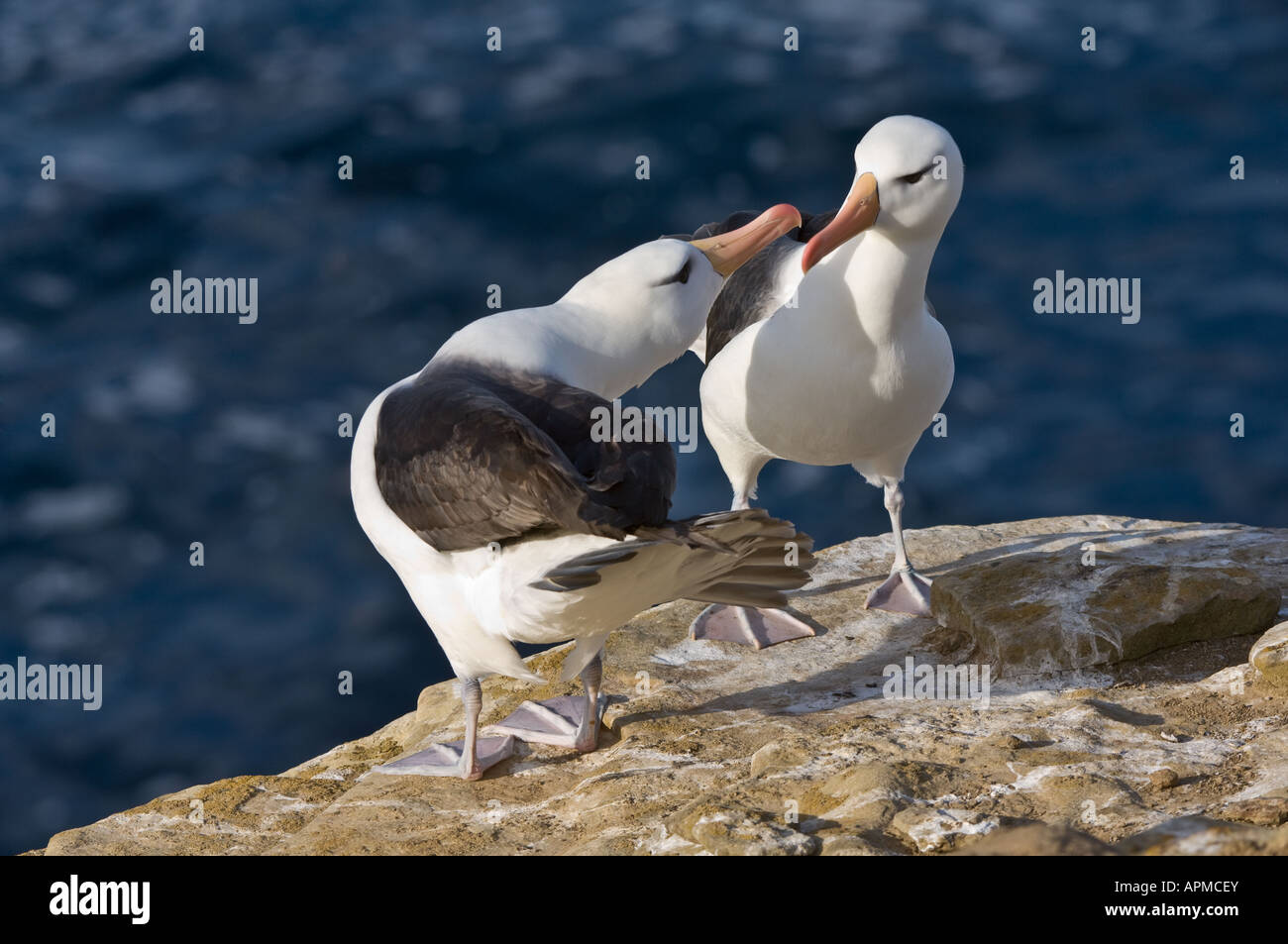 Albatross couple love hi-res stock photography and images - Alamy