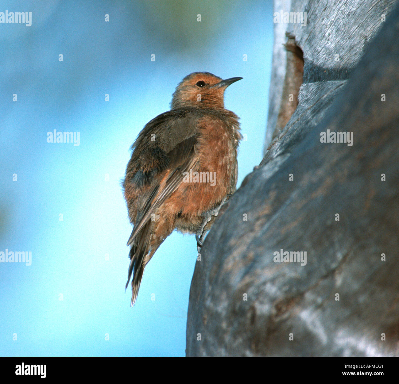 Rufous treecreeper Climacteris rufa Stock Photo - Alamy