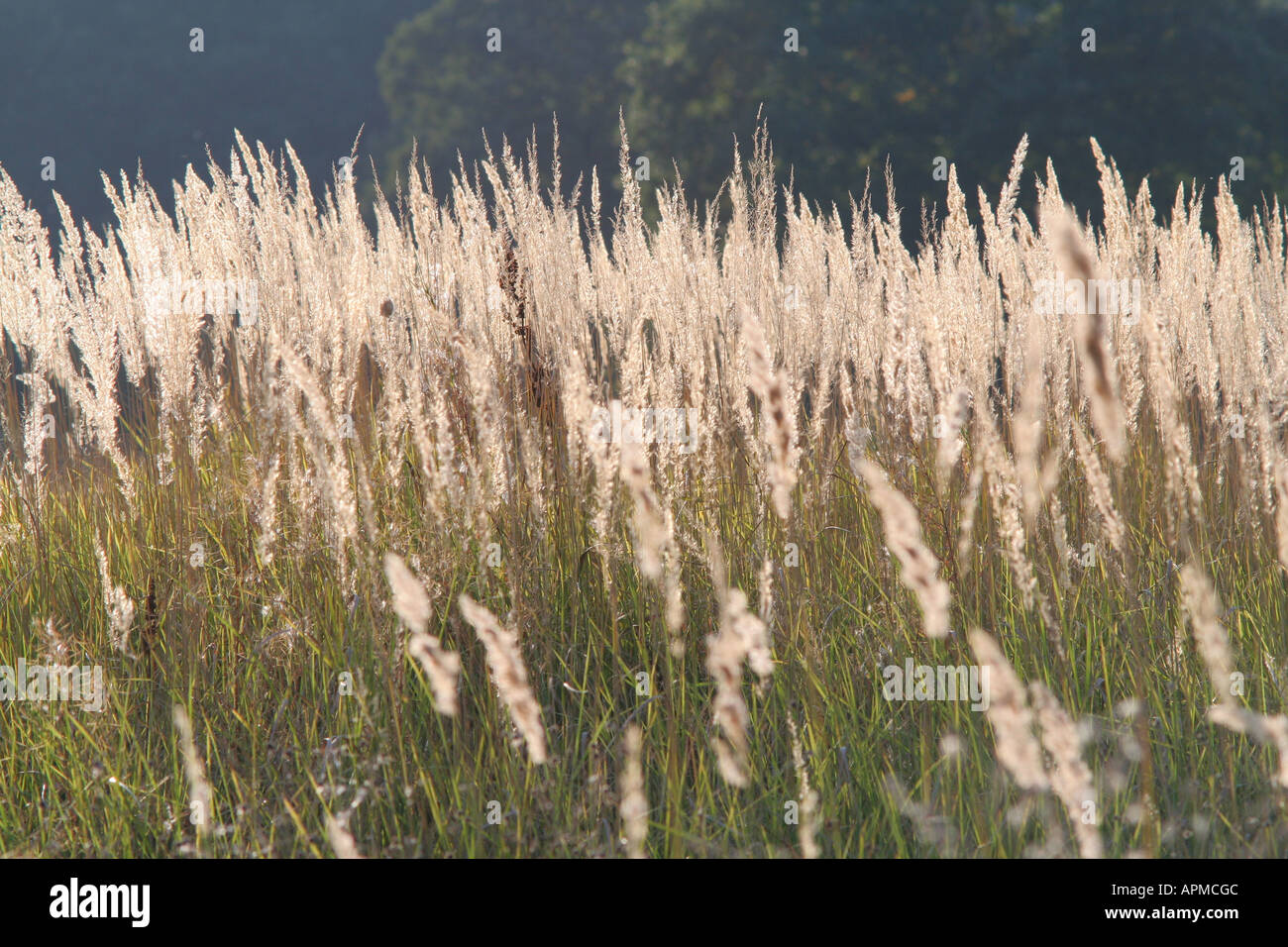 Vegetation and blossom hi-res stock photography and images - Alamy