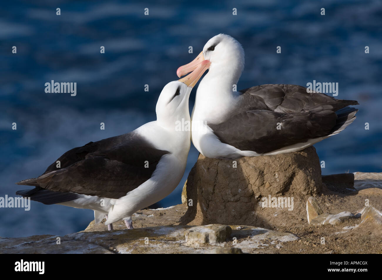 Black browed Albatross Diomedea melanophoris breeding pair bonding ...