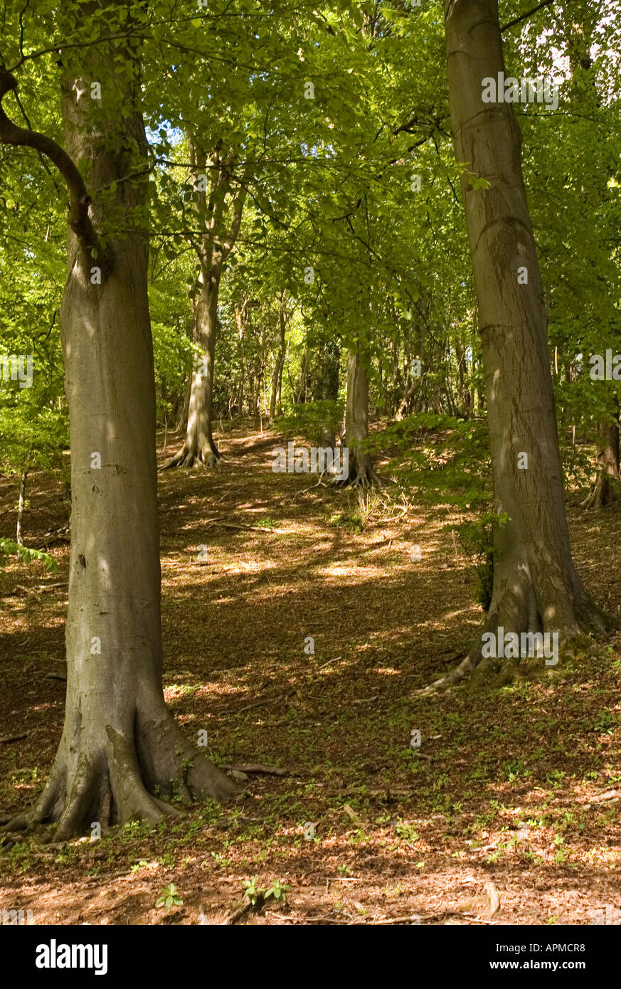 Woodland Castle Combe Wiltshire England Stock Photo - Alamy