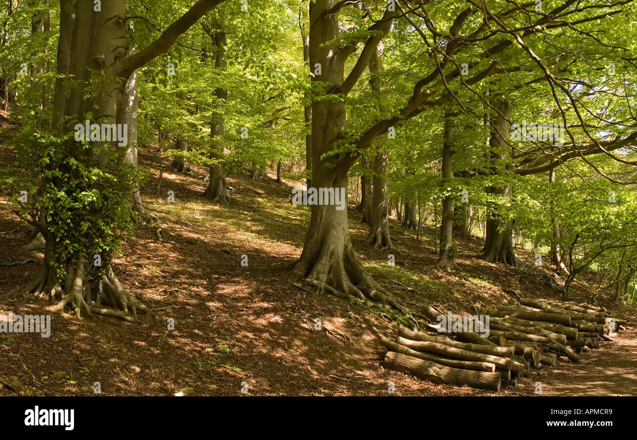Castle Combe Wood