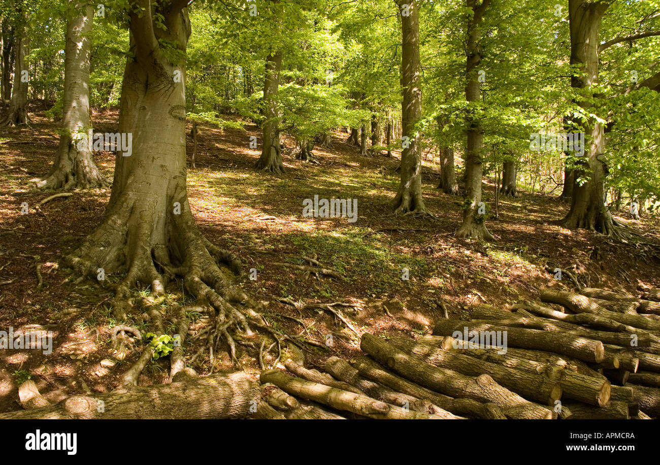 Woodland Castle Combe Wiltshire England Stock Photo - Alamy