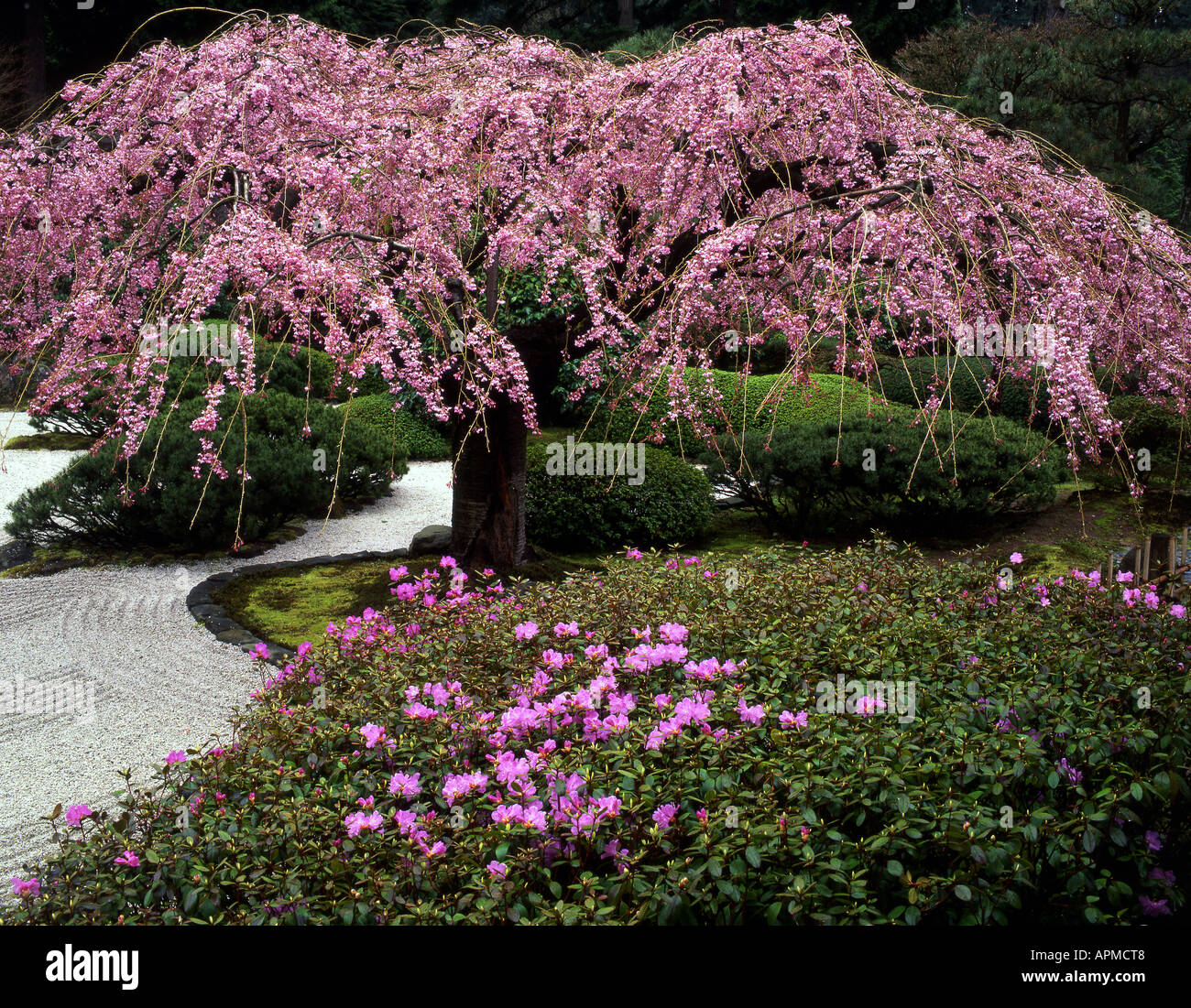 Usa oregon portland cherry blossoms hi-res stock photography and images ...