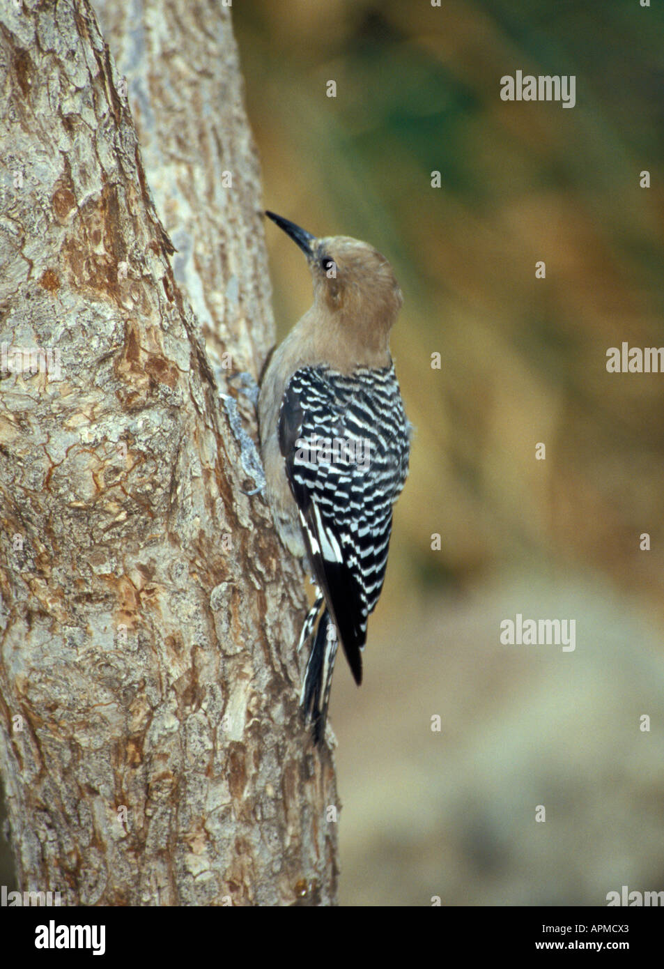 Gila woodpecker desert hi-res stock photography and images - Alamy