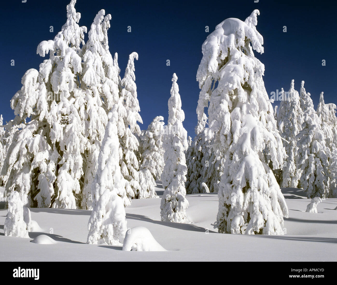 Heavy snowfall clings to these hemlock trees near the rim of Oregon's ...