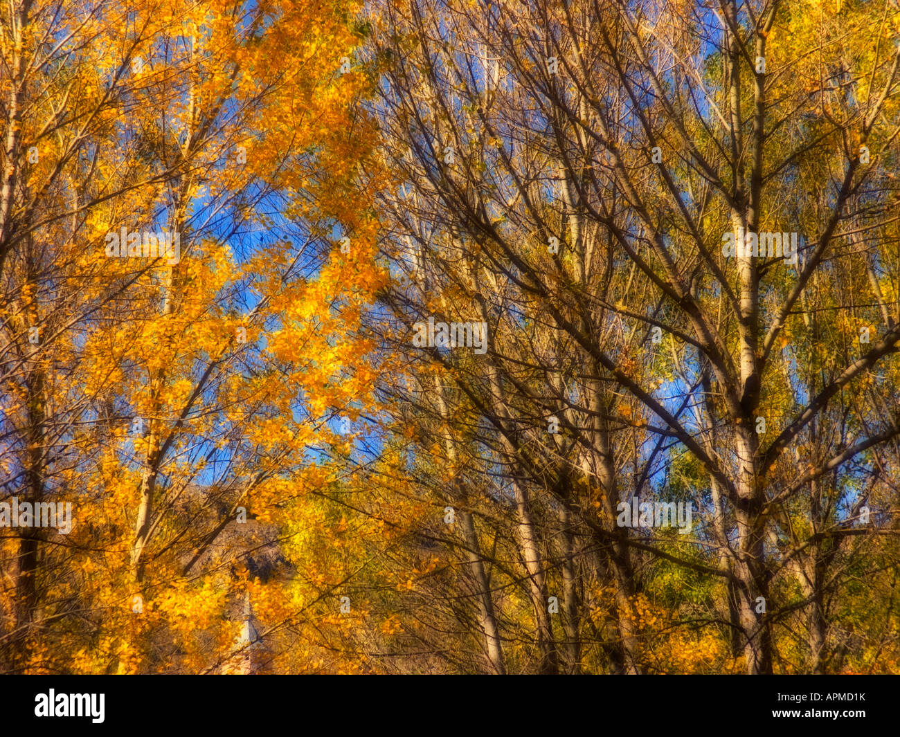 Populus trees forest. Gudar - Javalambre country. Teruel province ...
