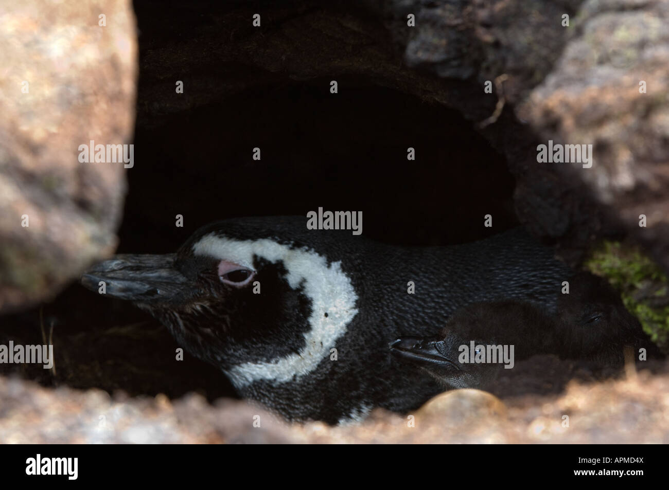Burrowing penguins hi-res stock photography and images - Alamy