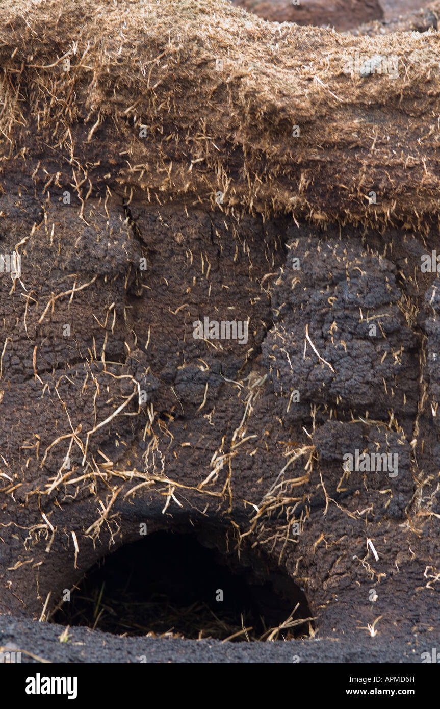 Burrowing marine animals hi-res stock photography and images - Alamy