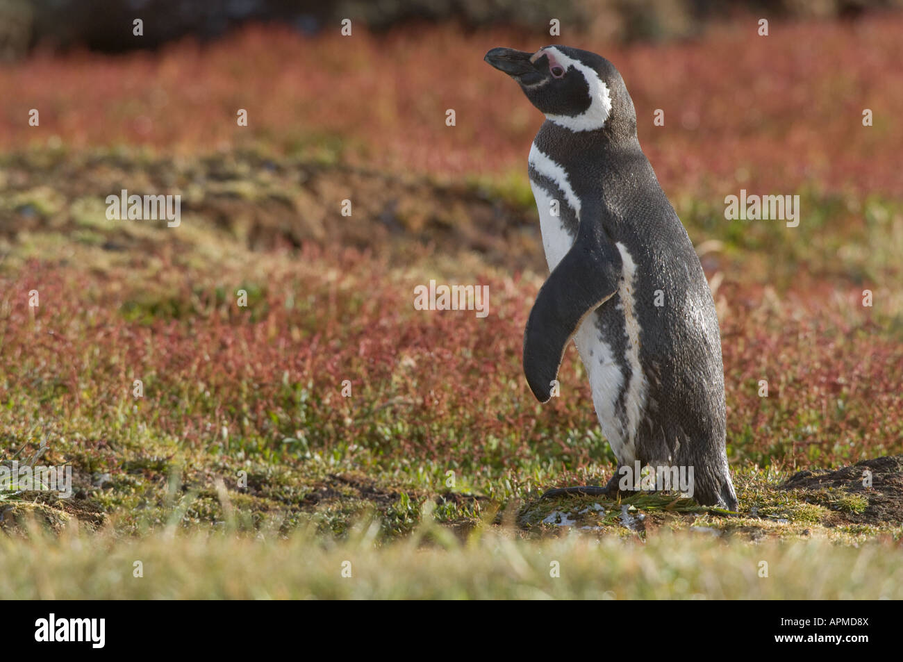Magellanic Penguin Spheniscus magellanicus adult standing in flowering ...