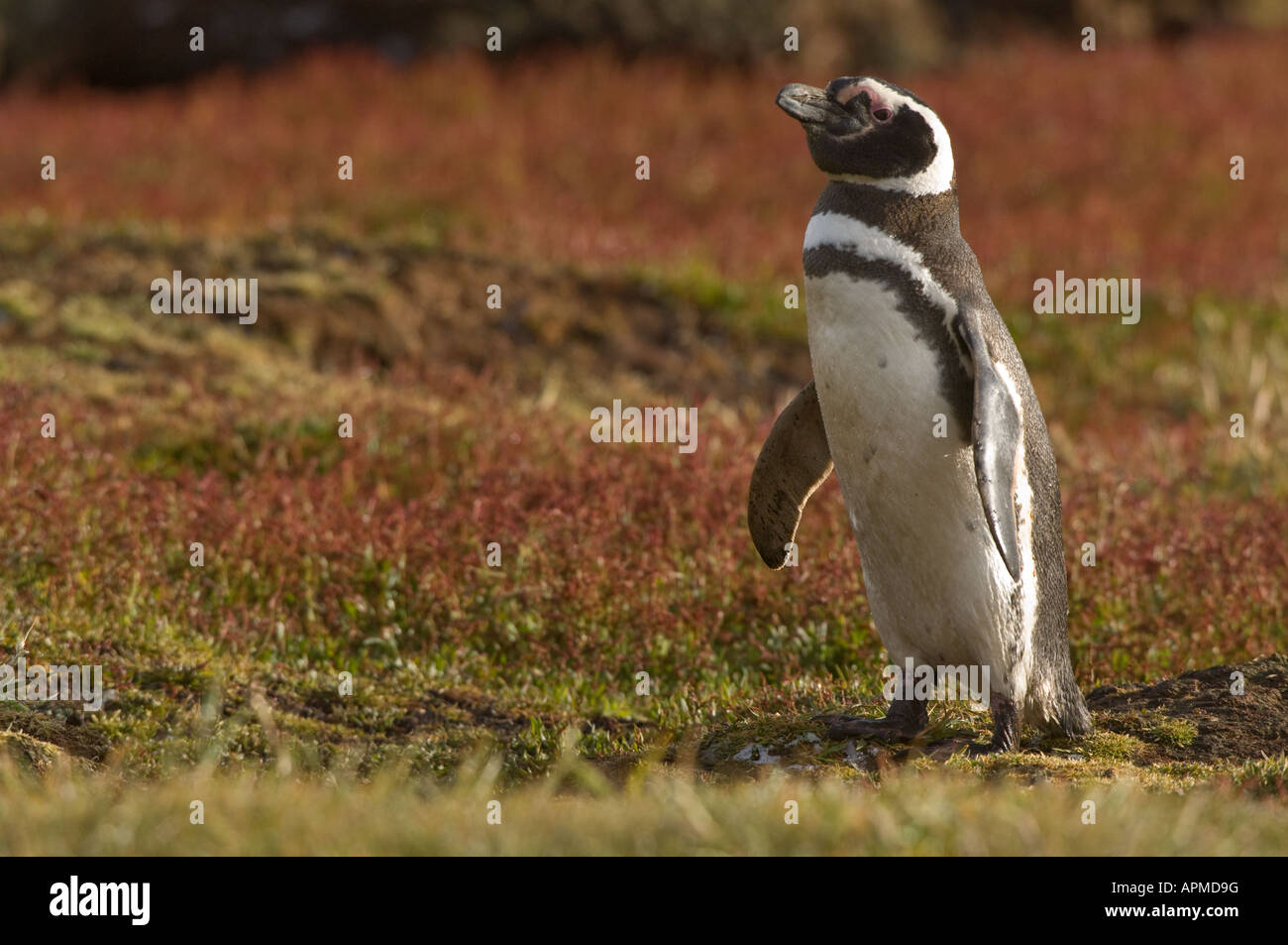 Falkland islands penguins sheep hi-res stock photography and images - Alamy