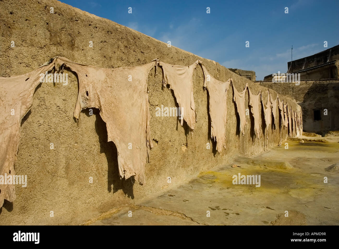 Some skins of goat drying at the sun in the tannery of Fes el Bali in ...