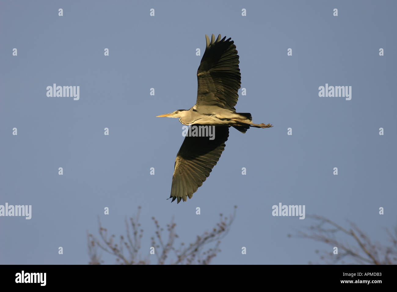 grey heron flight Stock Photo - Alamy