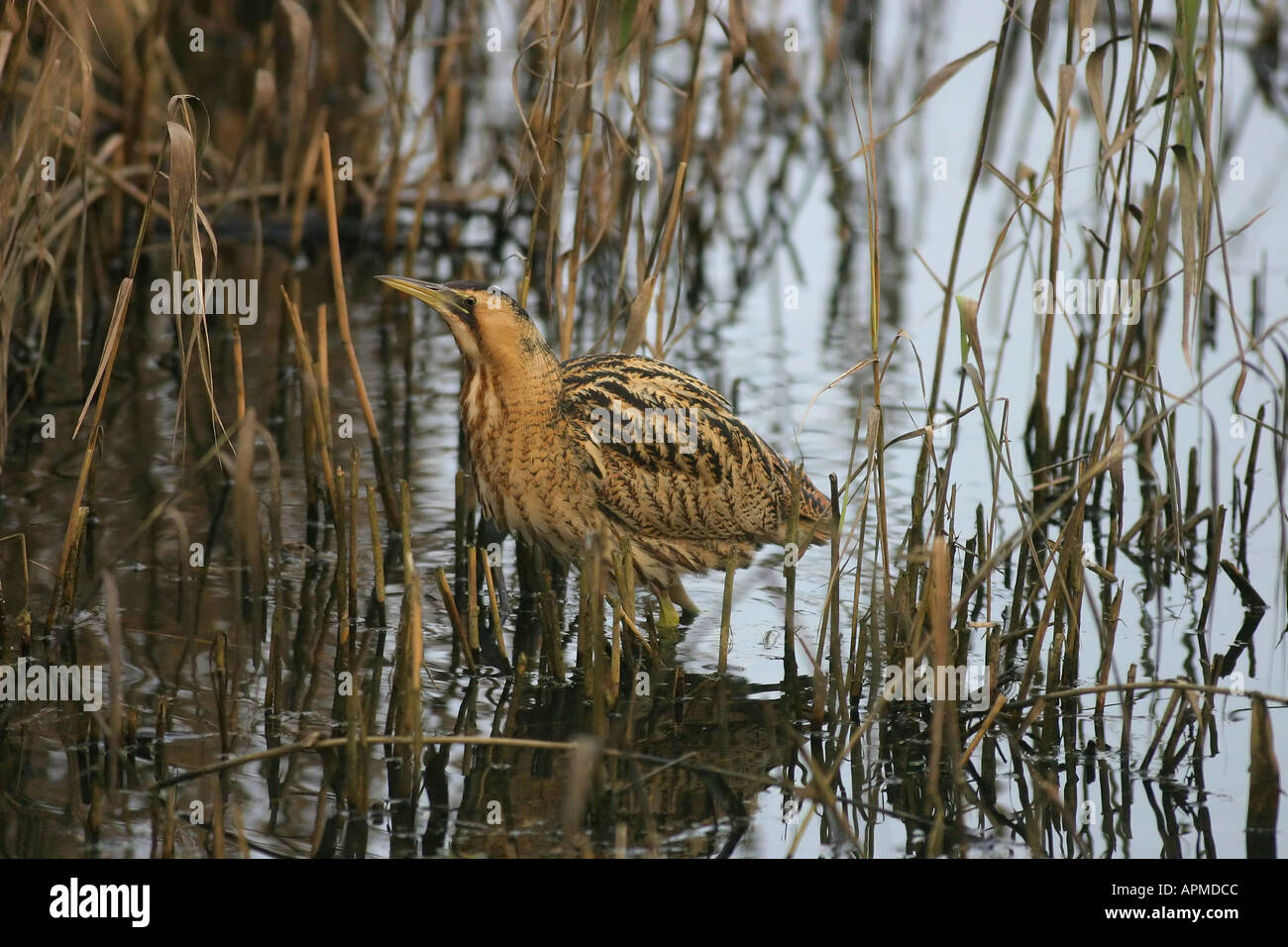 Eurasian bittern (Botaurus stellaris Stock Photo - Alamy