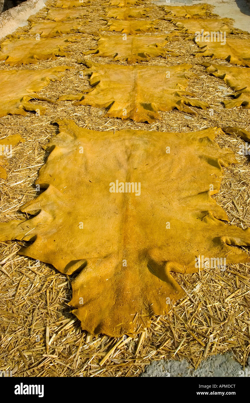 Some painted skins of goat drying at the sun in the tannery of Fes el ...