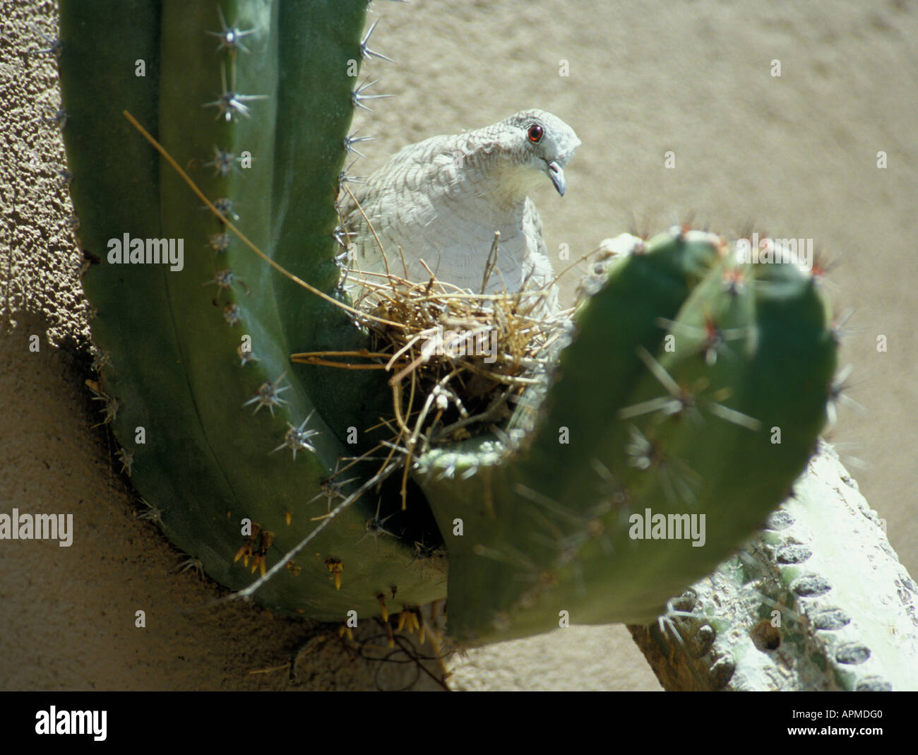 Inca columbina hi-res stock photography and images - Alamy