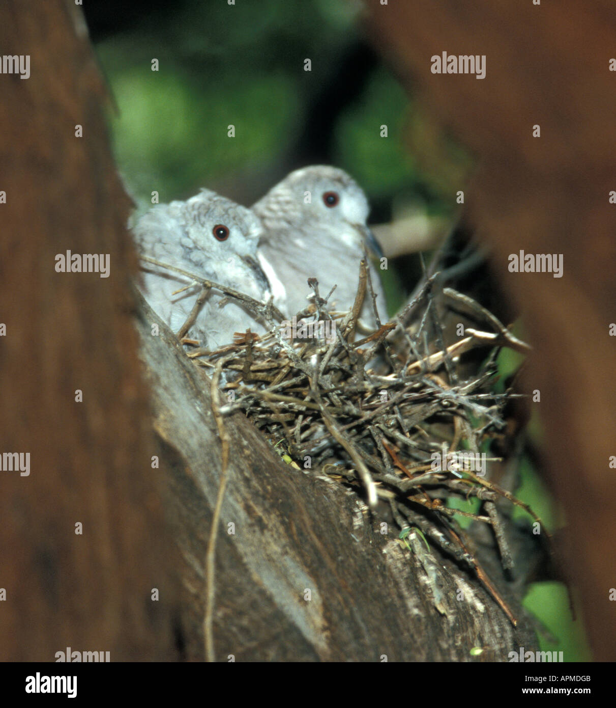 Sonora Desert - South West Arizona - USA - Doves nesting - Captive ...
