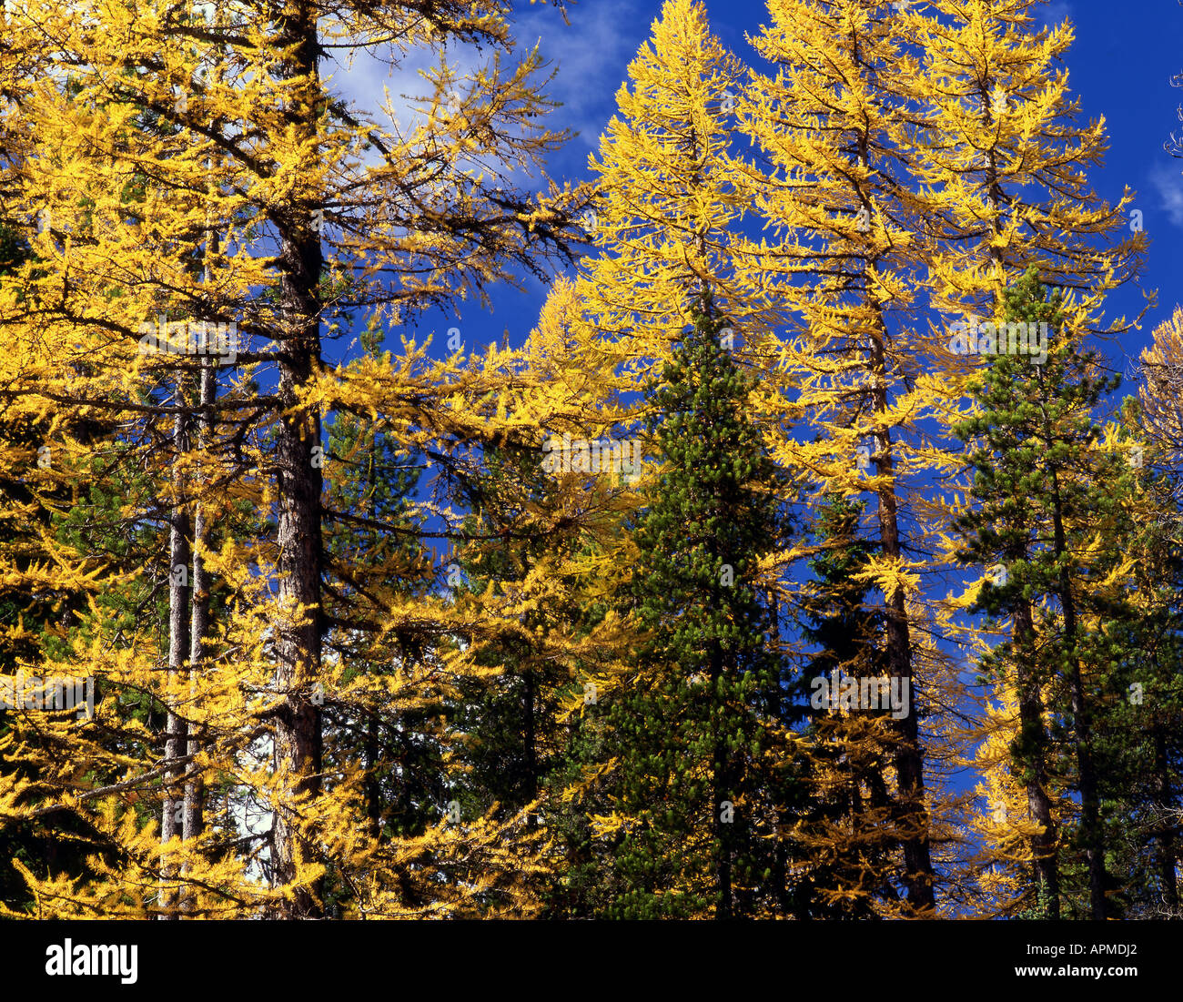 Larch trees turn autumn gold in Oregon's Mount Hood National Forest ...
