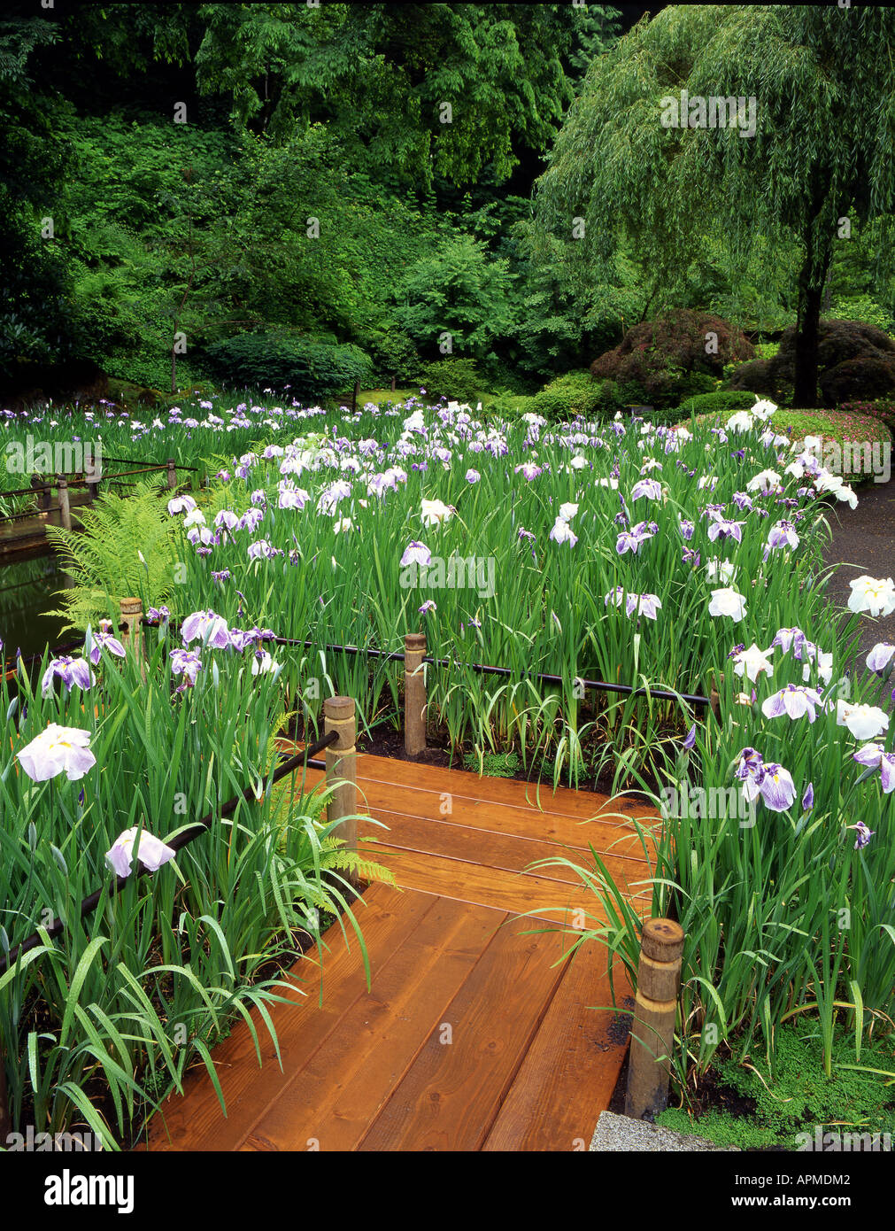 June bloom of iris in Portland's Japanese Garden Stock Photo - Alamy