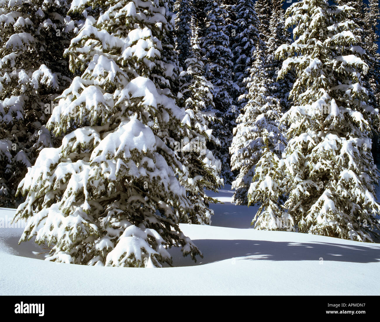 Elkhorn mountain hi-res stock photography and images - Alamy