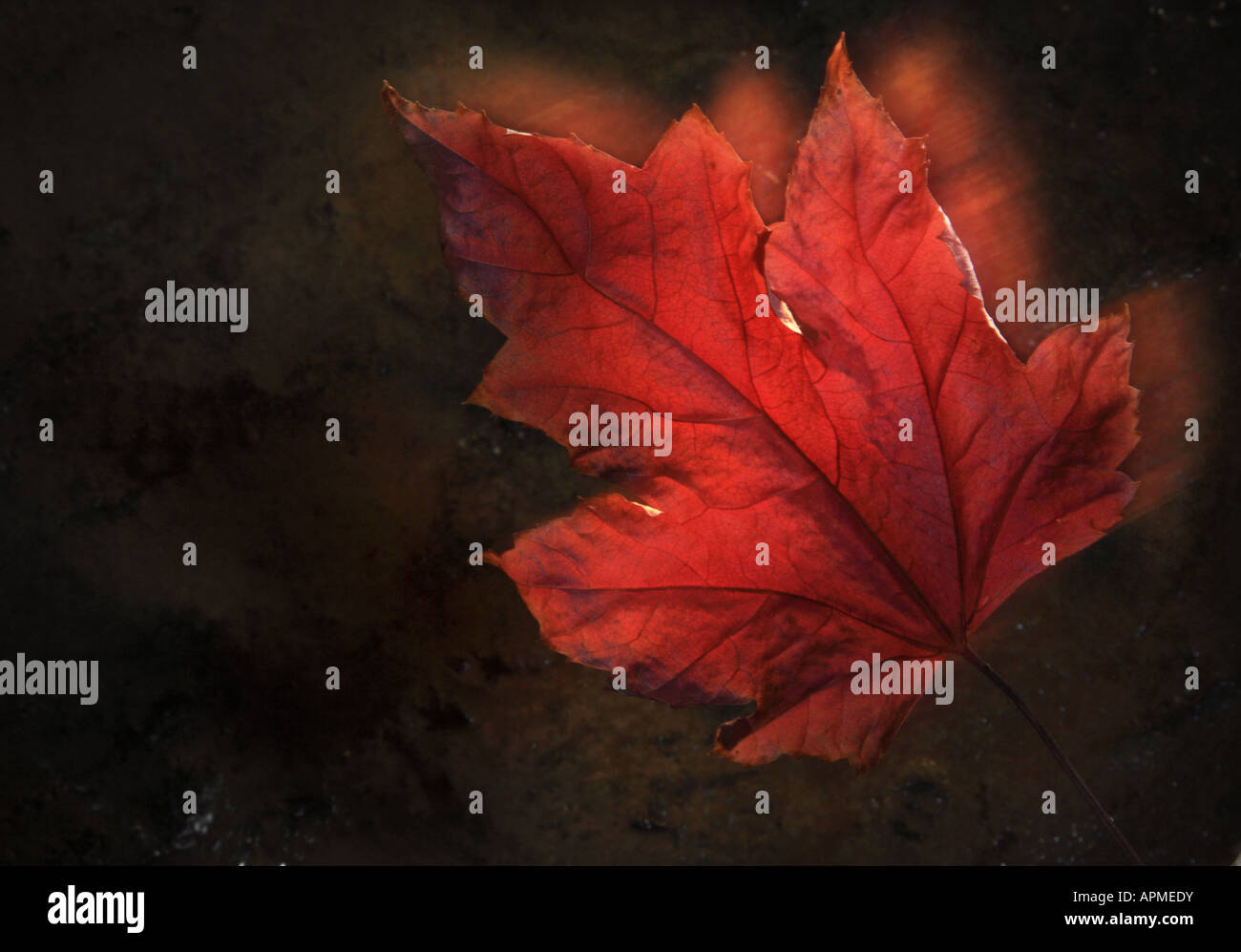 Single leaf falling hi-res stock photography and images - Alamy