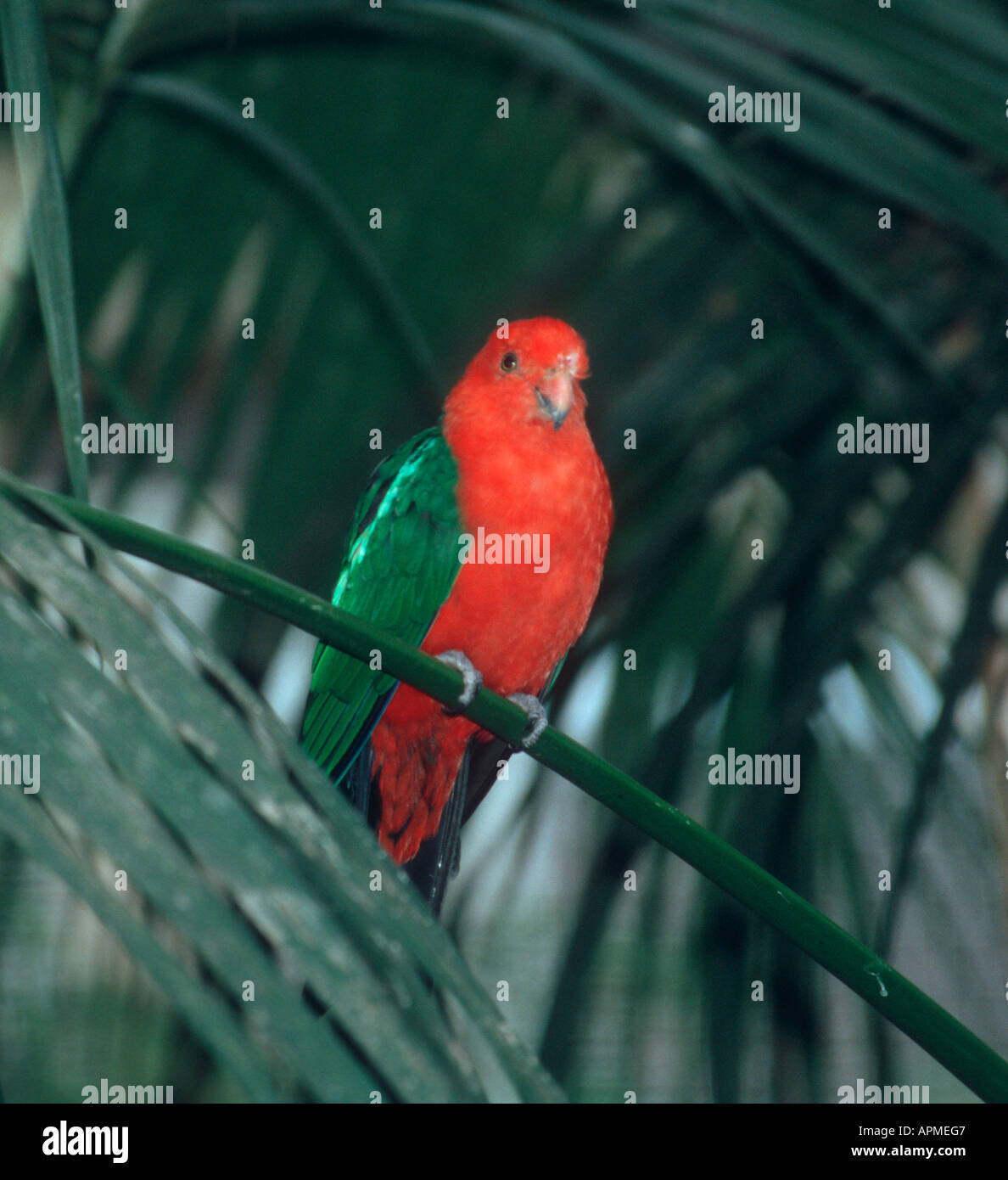 King Parrot (Alisterus scapularis), Bird World, Ballarat, Victoria, VIC ...