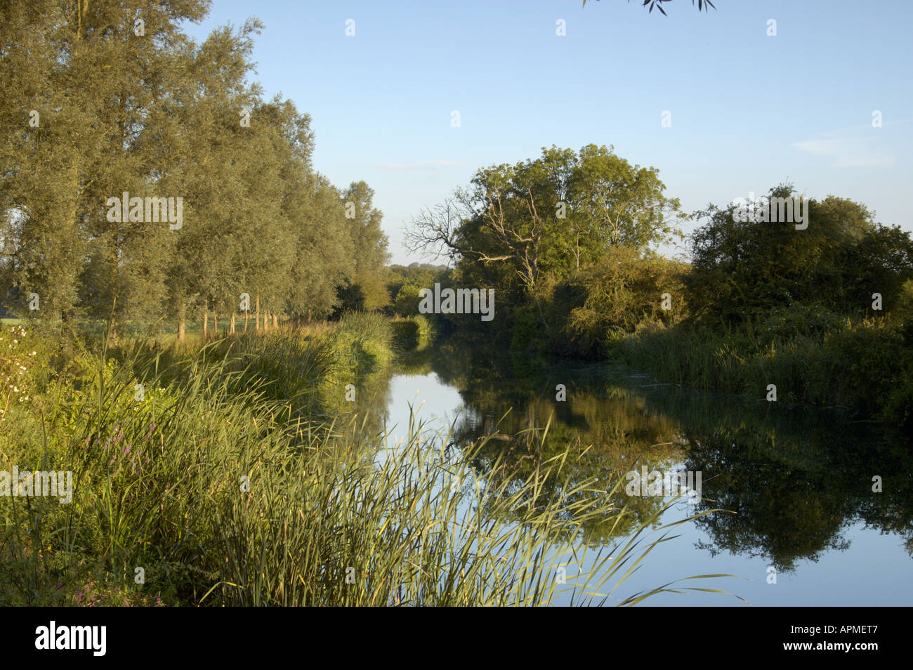 A summers day along the river Chelmer, Essex Stock Photo - Alamy