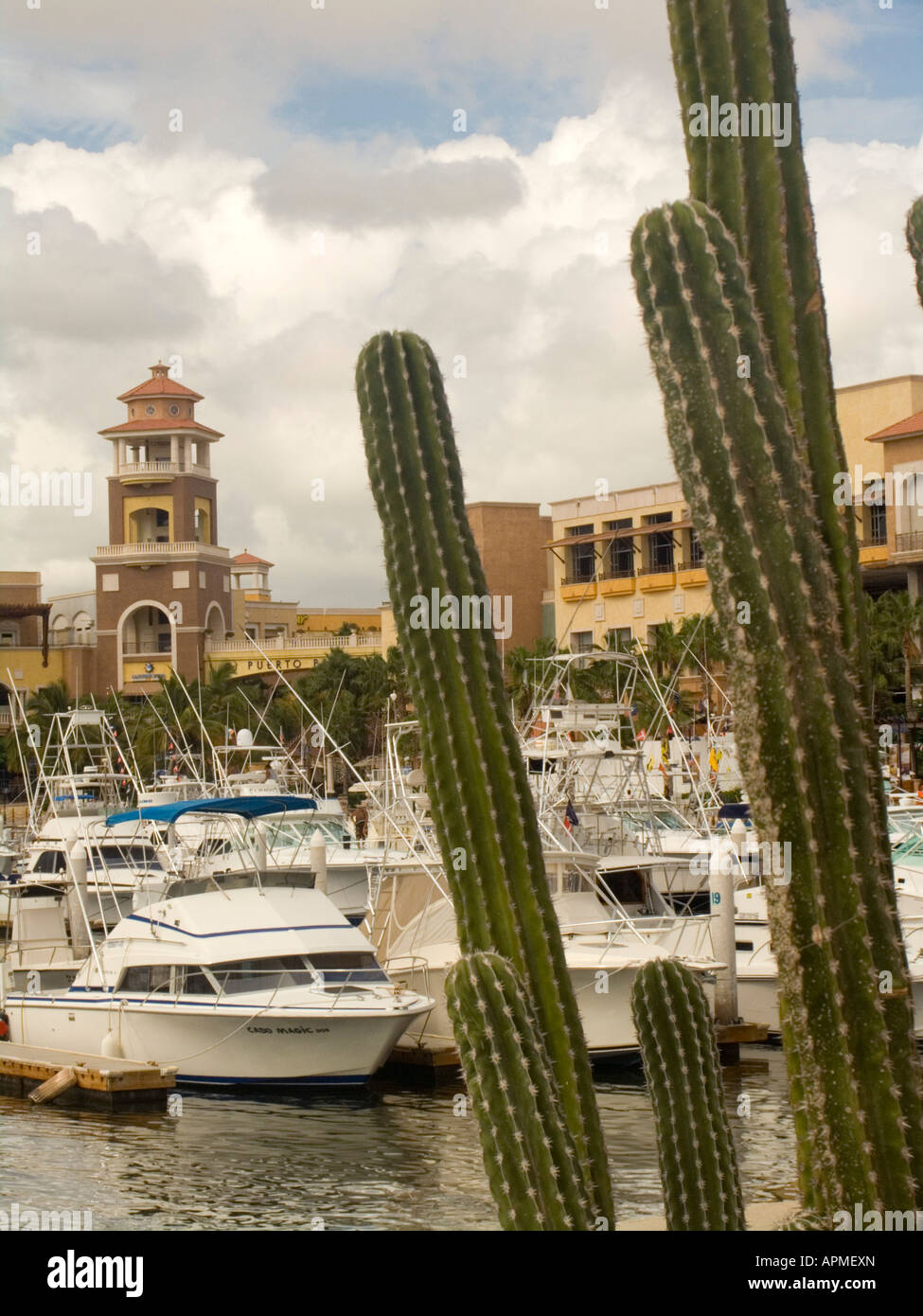 Cactus decoration Puerto Paraiso shopping mall Cabo San Lucas Baja ...