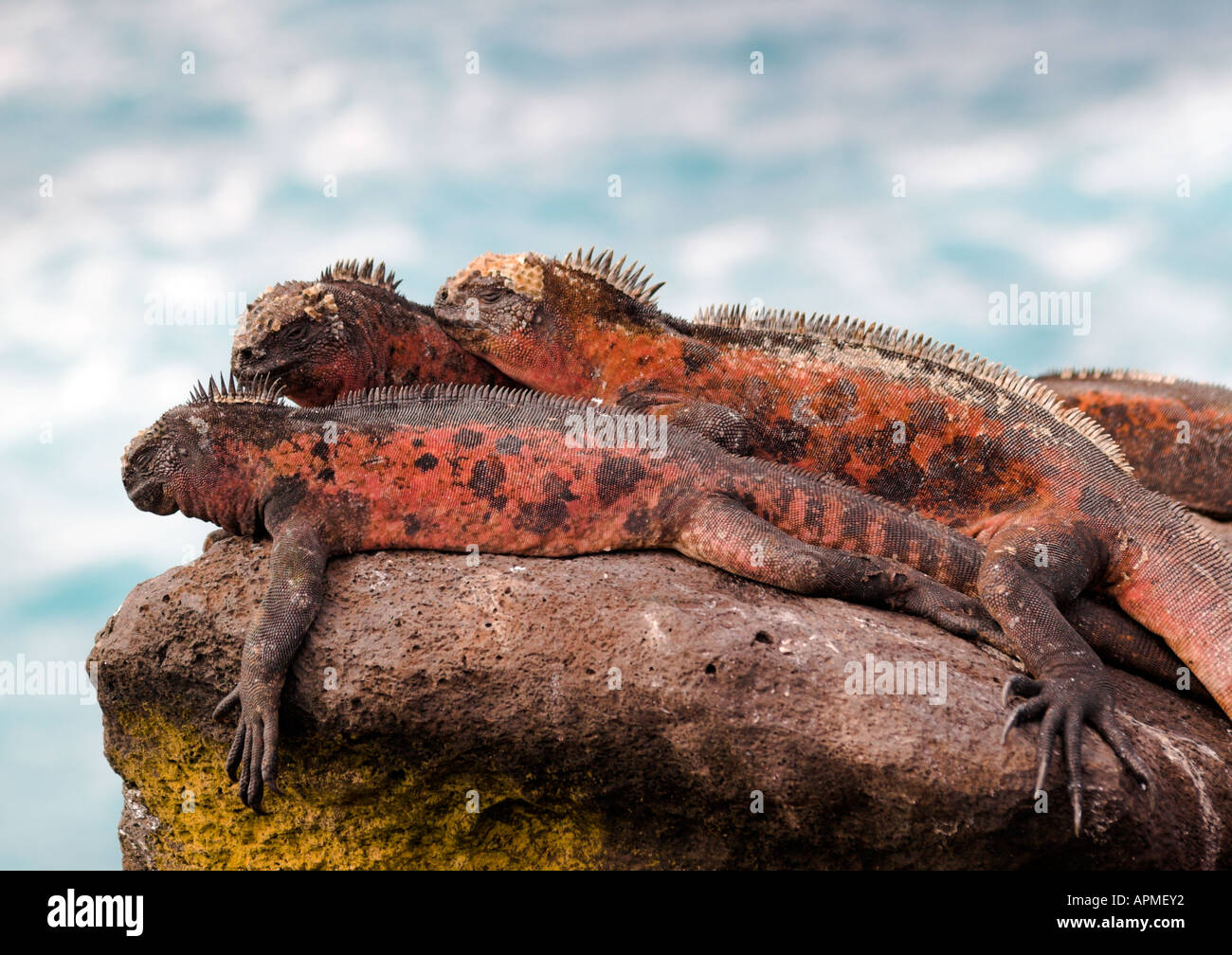 Marine iguana breeding hi-res stock photography and images - Alamy