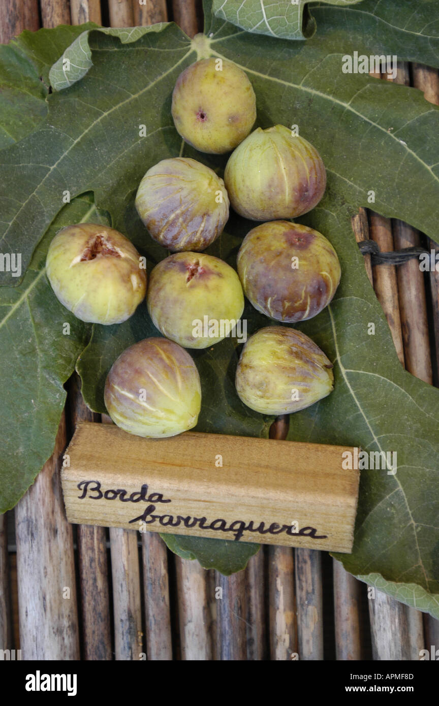 Fig variety hi-res stock photography and images - Alamy