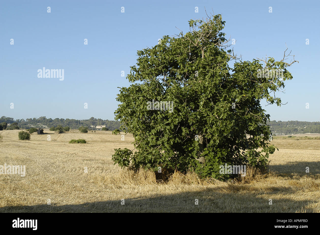 Fig tree Figs Mallorca Majorca Spain Balearic Islands Mediterranean ...