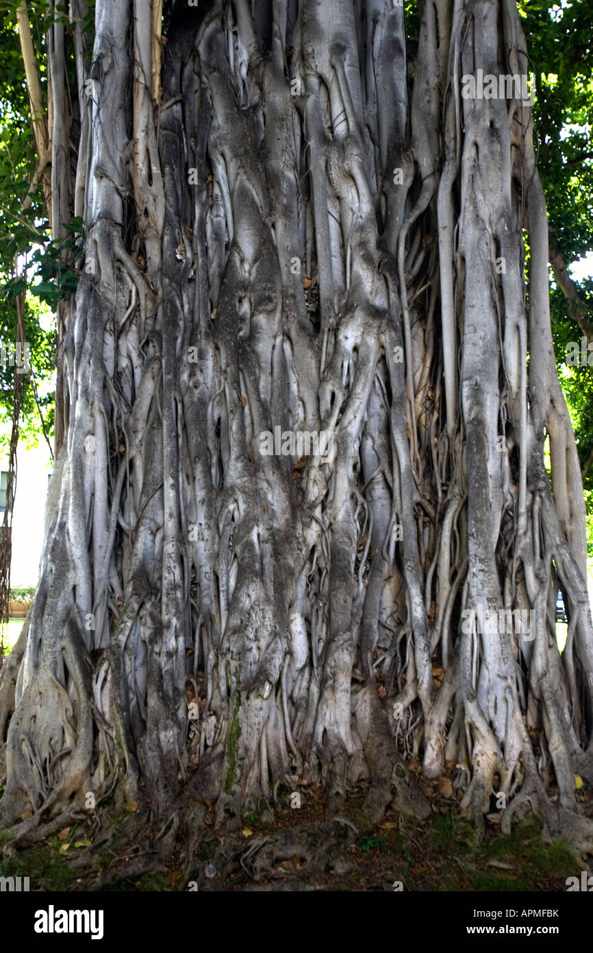 Giant banyan trees beside the Iolani Palace Honolulu Hawaii USA Stock ...