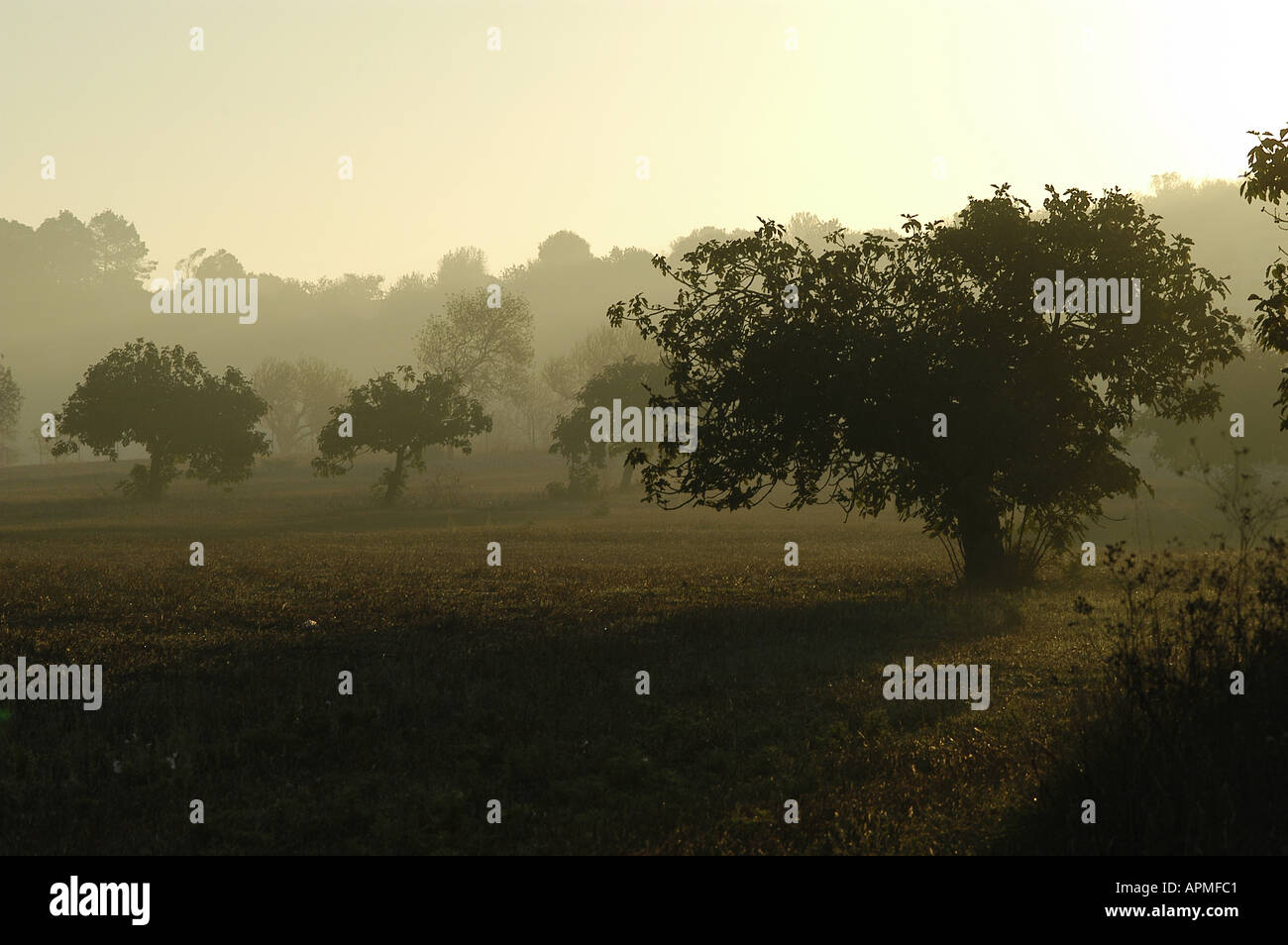 Fig tree Figs Mallorca Majorca Spain Balearic Islands Mediterranean ...