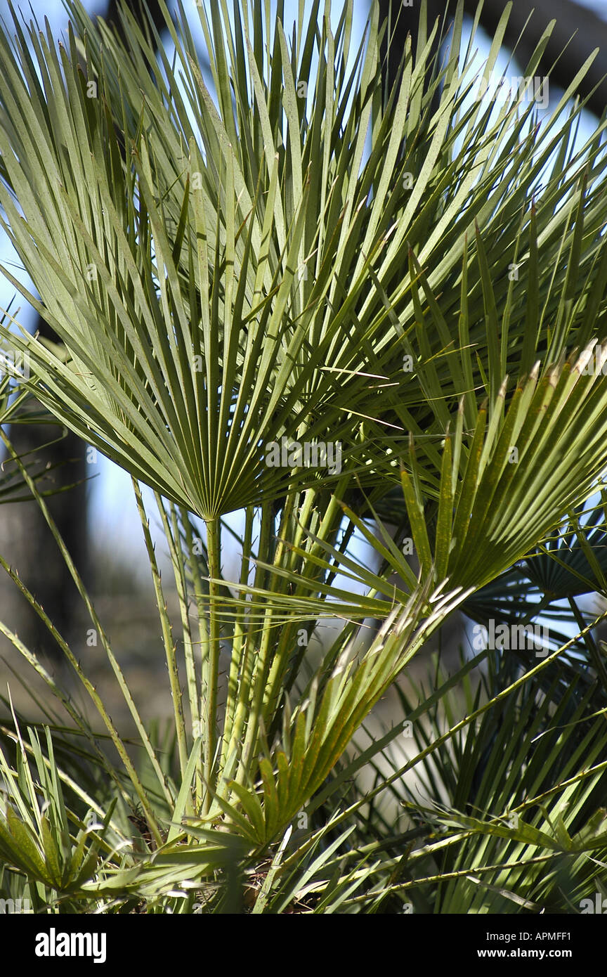 Garballo local palm tree from Mallorca Majorca Spain Balearic Islands ...