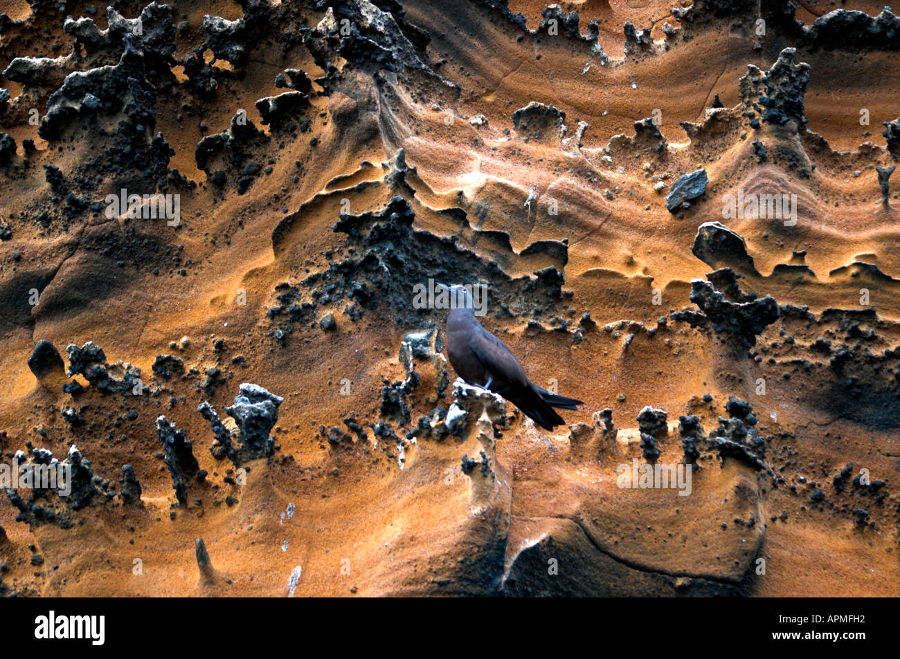 Common Noddy on cliff, Isabela Island, Galapagos Stock Photo - Alamy