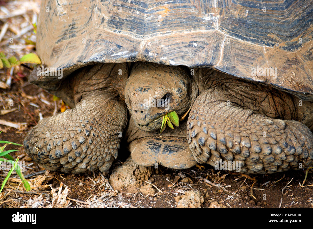 Galapagos (Giant) Tortoise, Santa Cruz Island, Galapagos Stock Photo ...
