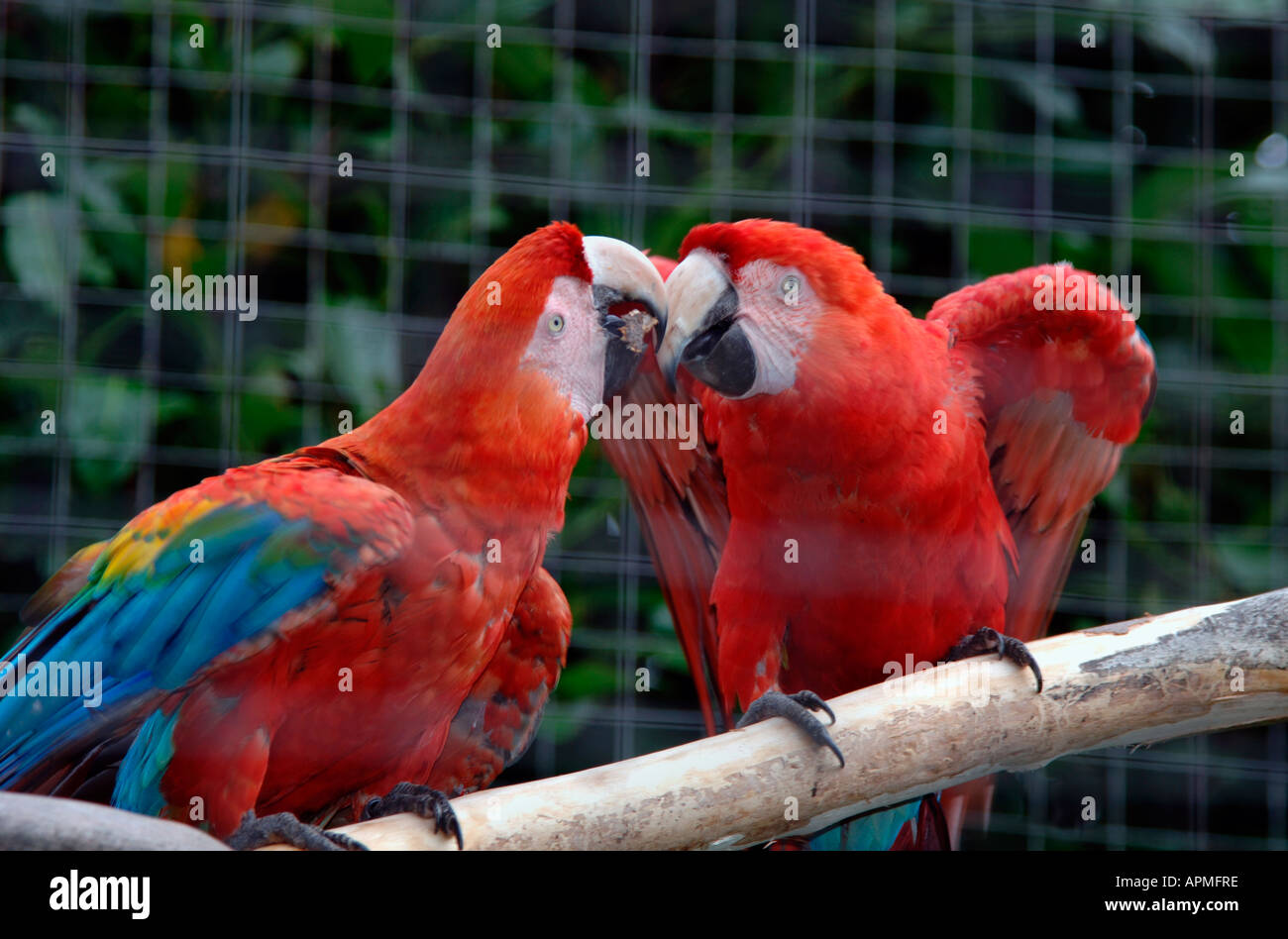 Breeding macaws hi-res stock photography and images - Alamy