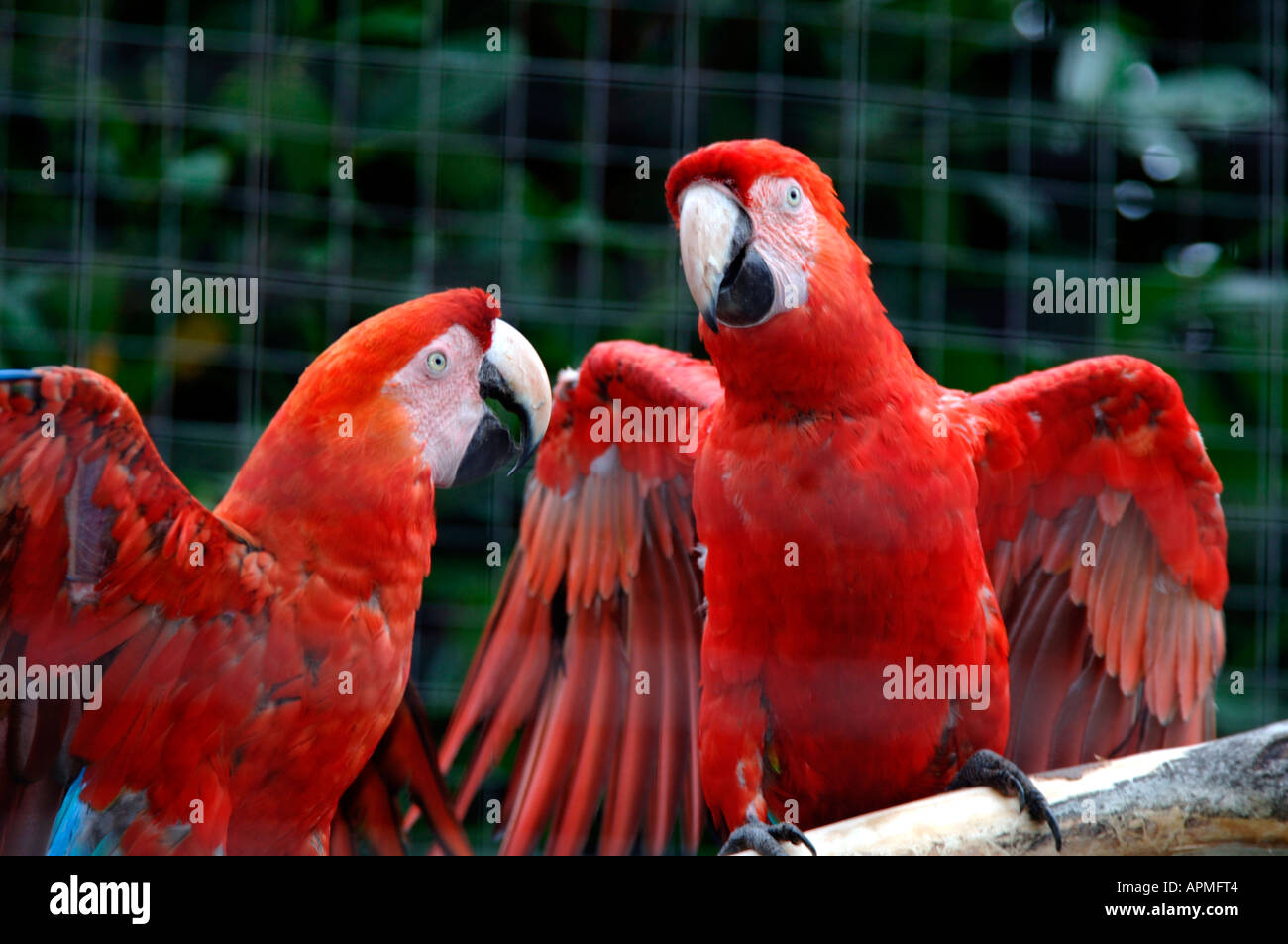 Breeding macaws hi-res stock photography and images - Alamy