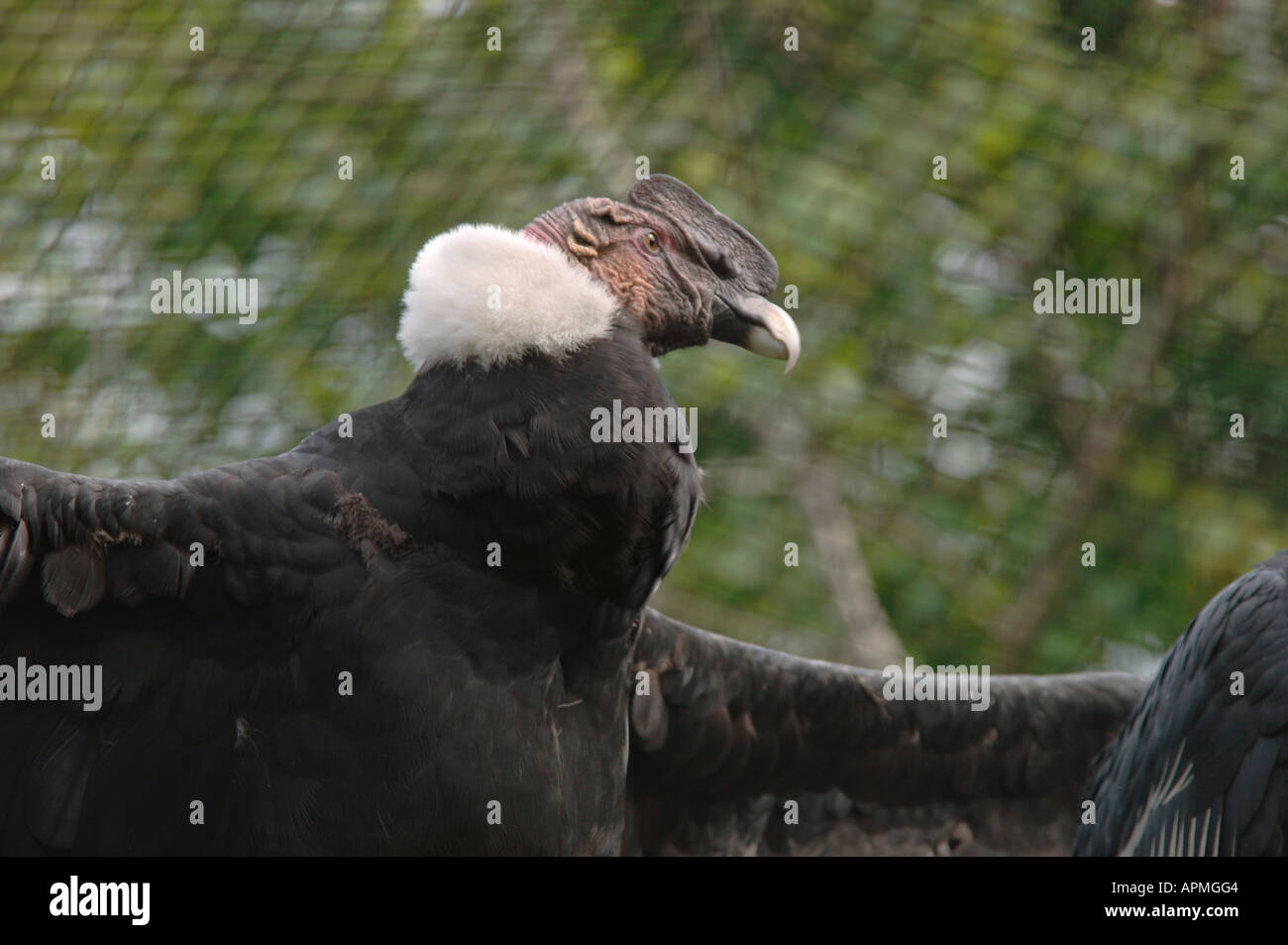 Condor zoo hi-res stock photography and images - Alamy