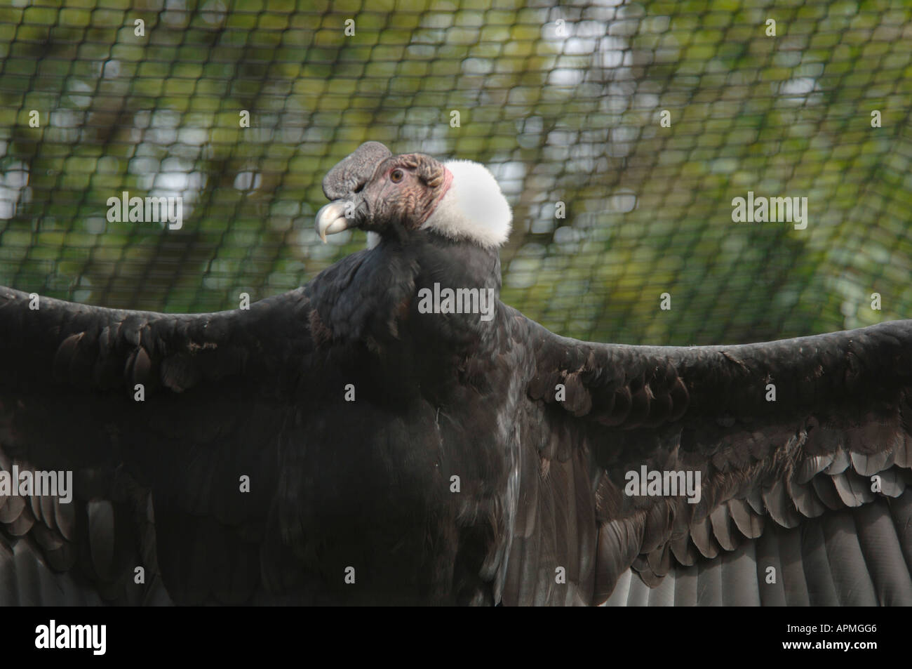 Captive Andean Condor (Vultur gryphus Stock Photo - Alamy