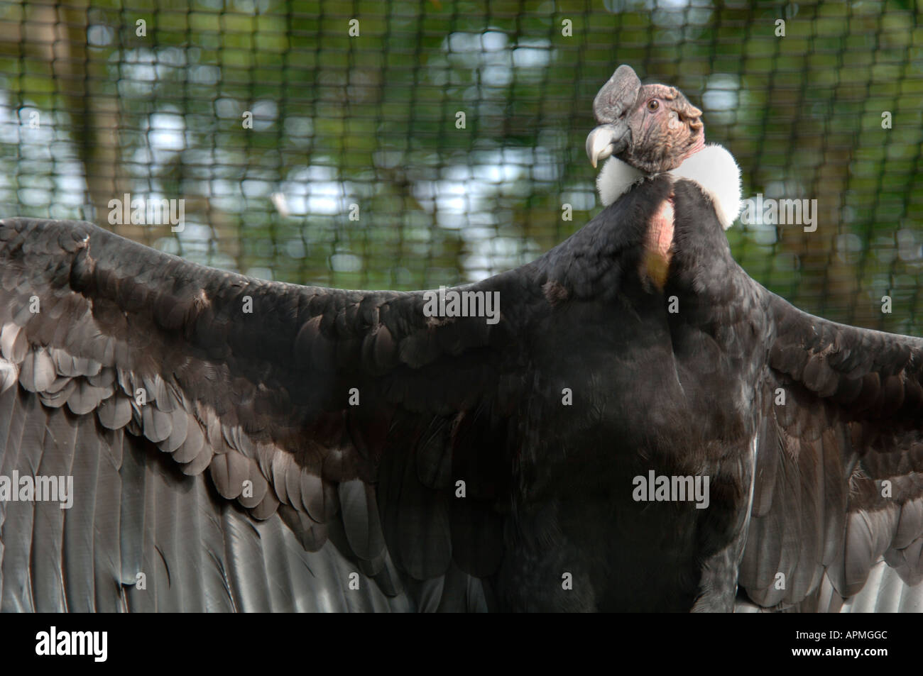 Captive Andean Condor (Vultur gryphus Stock Photo - Alamy