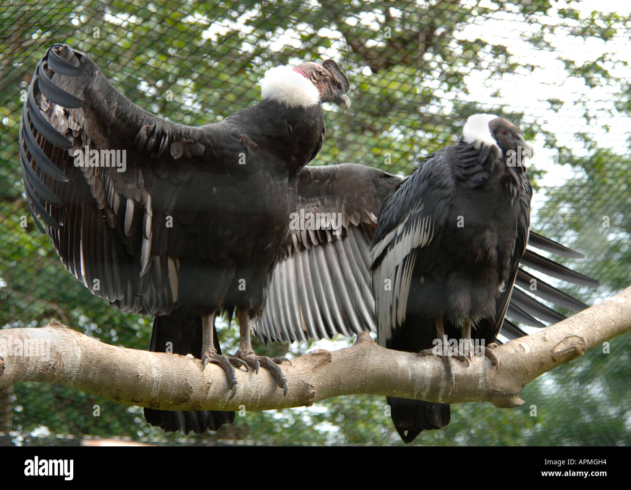 Pair of condors hi-res stock photography and images - Alamy