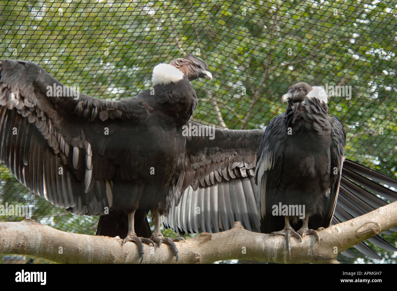 Captive Andean Condors (Vultur gryphus Stock Photo - Alamy